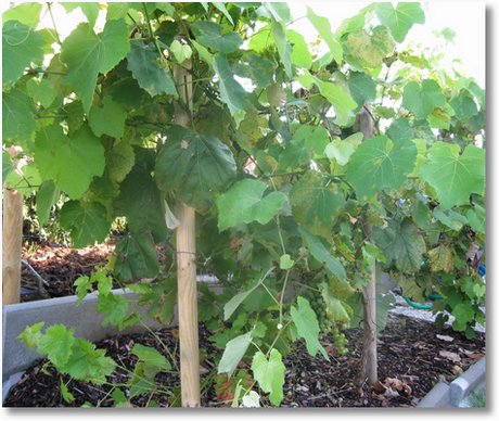 Weinreben im eigenen Garten (August)