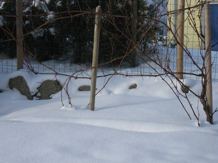 Wein im Garten im Dezember