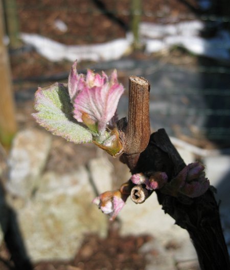 Wein im Garten im April (Wein im Frühling)