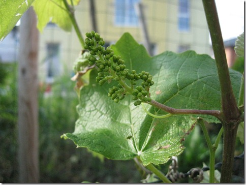 Wein im Garten – Ende Mai