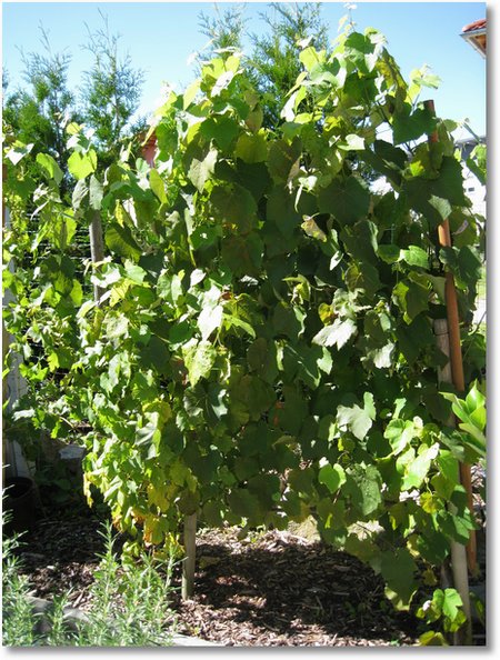 Wein im Garten im August