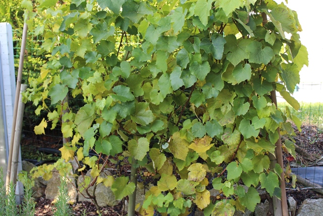 Wein im Garten im Oktober