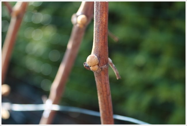 Wein im Garten – Frühlingserwachen