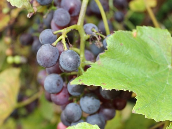 Wein im Garten – Oktober 2014