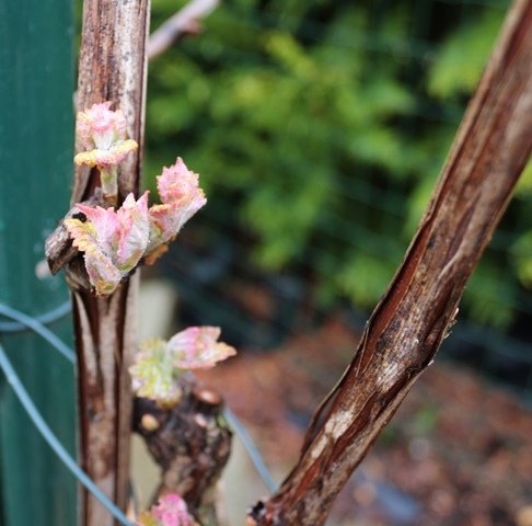 Wein im Garten – Mai 2015