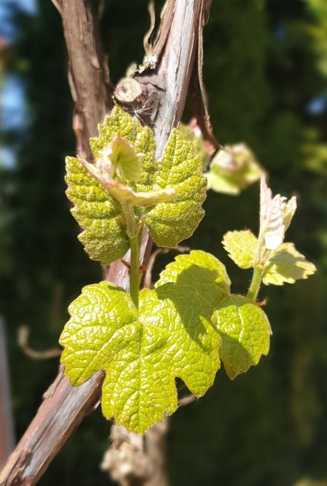 Wein im Garten - Weinfrühling 2020 im eigenen Garten