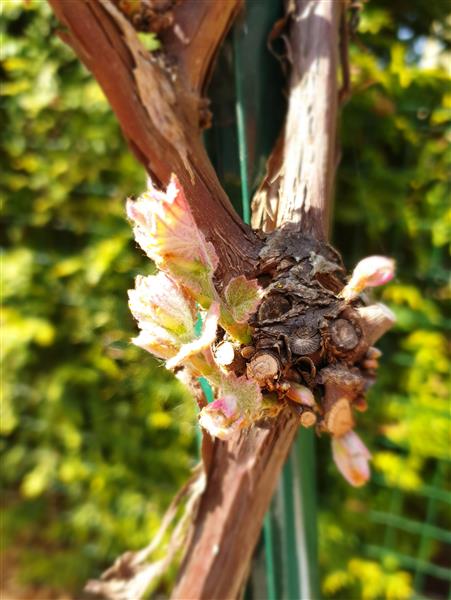 Wein im Garten - Weinfrühling 2019 im eigenen Garten