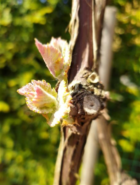 Wein im Garten - Weinfrühling 2019 im eigenen Garten