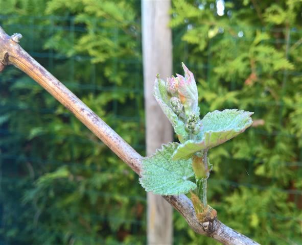 Weinfrühling im Garten