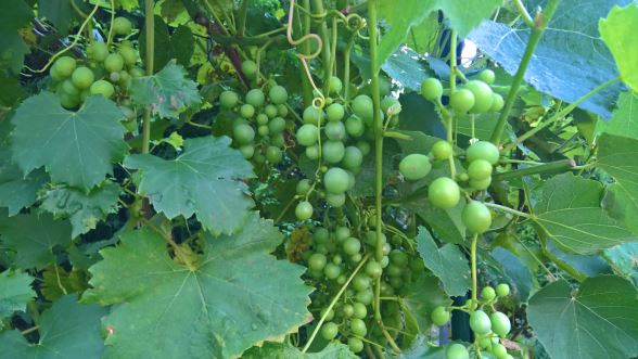 Wein im Garten – August 2016