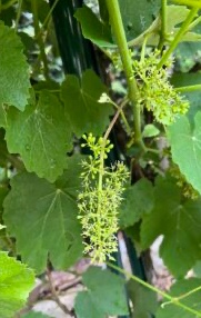 Wein im Garten