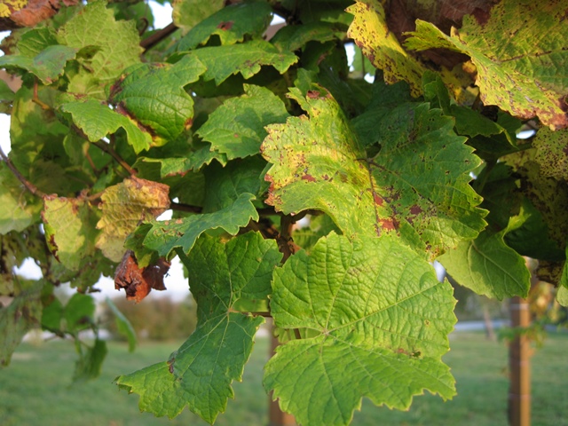 Riesling (Weißer Riesling, Johannisberger, Kleinriesling, Rheinriesling ...