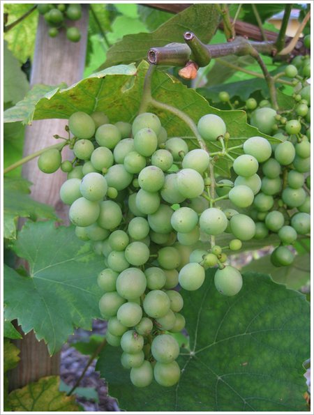 Wein im Garten im August ( Wein im Sommer)